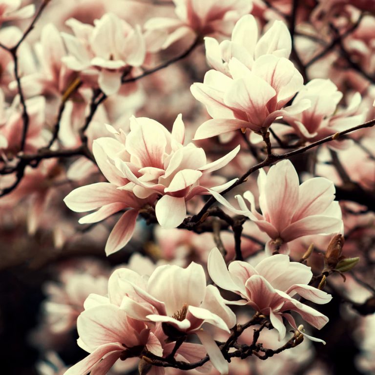 Scents by LCS – Cotton Magnolia – Fragrance Oil (2) - Luxury Candle ...