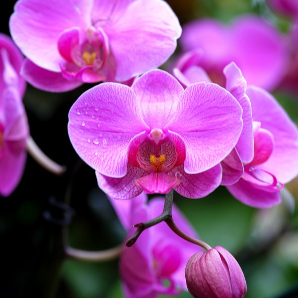 Scents by LCS – Canopy Orchid – Fragrance Oil (66) - Luxury Candle Supplies