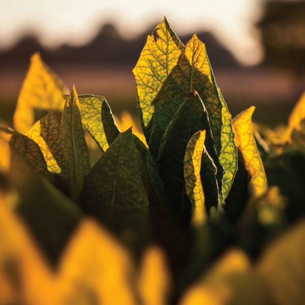 Scents by LCS – Warm Tobacco – Fragrance Oil (120) - Luxury Candle Supplies